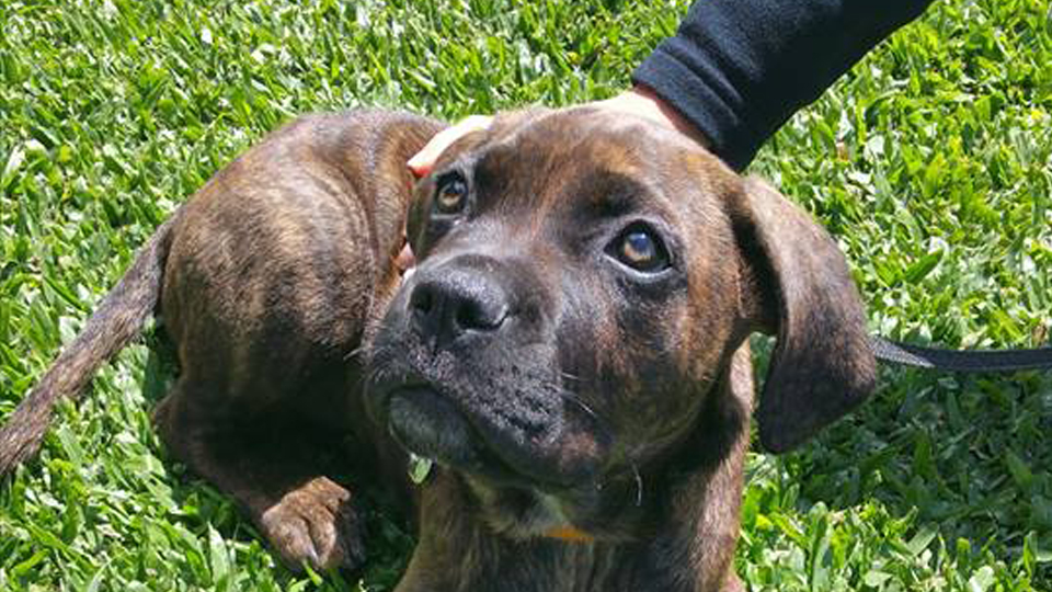 Dogtel - School, Resort and Spa