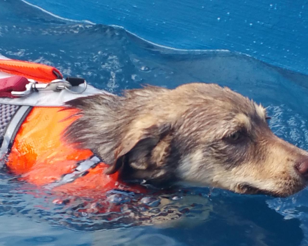 Dogtel - School, Resort and Spa