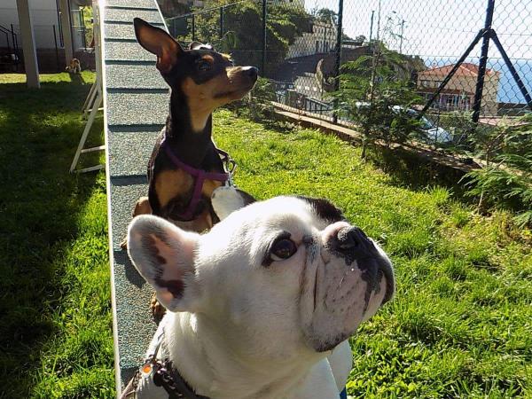 Dogtel - School, Resort and Spa